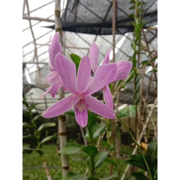 Jual Dendrobium mini regulo siap bunga | Shopee Indonesia