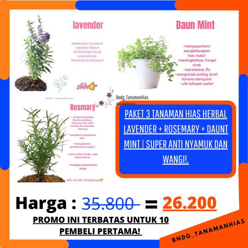 Jual PAKET 3 TANAMAN HIAS HERBAL BUNGA LAVENDER ASLI + ROSEMARY + DAUN ...