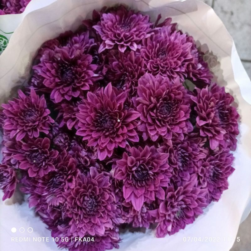 Jual Bunga Krisan Segar (Bunga Potong Segar Jakarta) | Shopee Indonesia