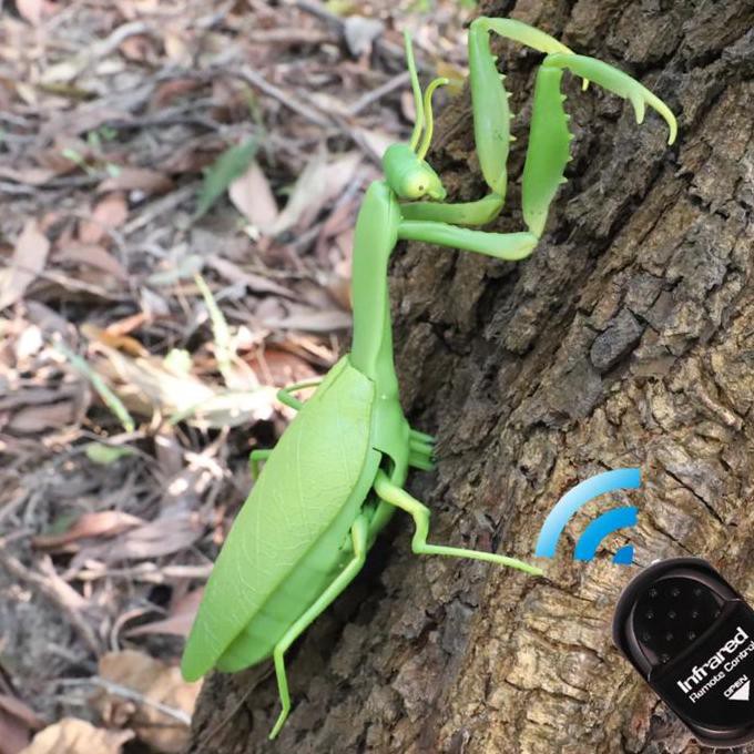 Jual Mainan Infrared insect Praying Mantis remote control serangga ...