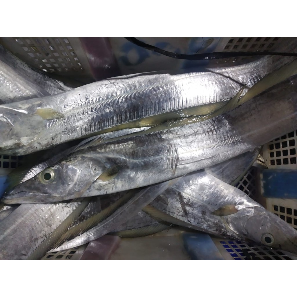 Jual Ikan Layur Segar | Shopee Indonesia Jual Ikan Layur Segar | Shopee Indonesia