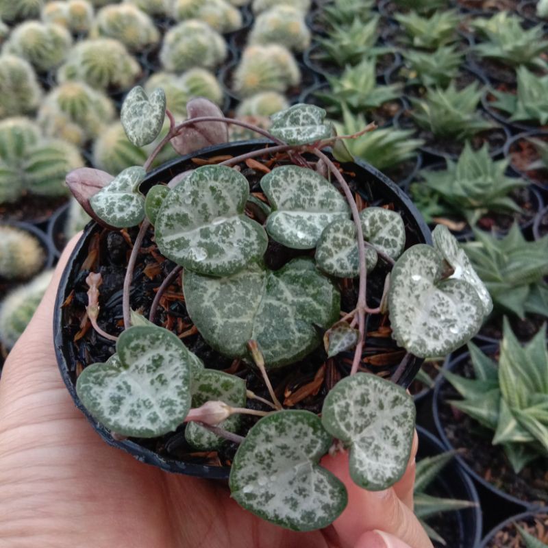 Jual String of heart | Shopee Indonesia