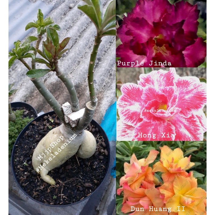 Jual Size D Adenium Grafting 3 in 1 (Sesuai Photo) | Shopee Indonesia