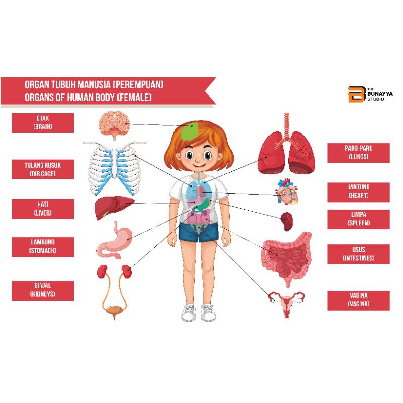 Jual POSTER EDUKASI ANAK MEDIA BELAJAR ANATOMI TUBUH MANUSIA | Shopee Indonesia