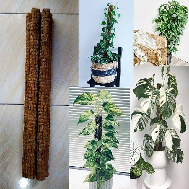 Jual Turus penyangga tanaman rambat uk 63cm ( bisa PO sesuai keinginan ...