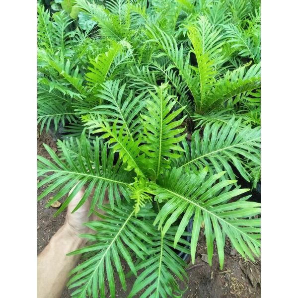 Jual Tanaman pakis jibum / pakis jibung - blechnum gibbum | Shopee ...