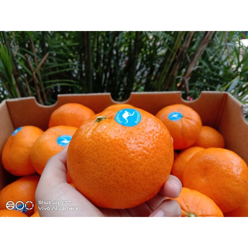 Jual jeruk honey murcot Import australia 1kg | Shopee Indonesia