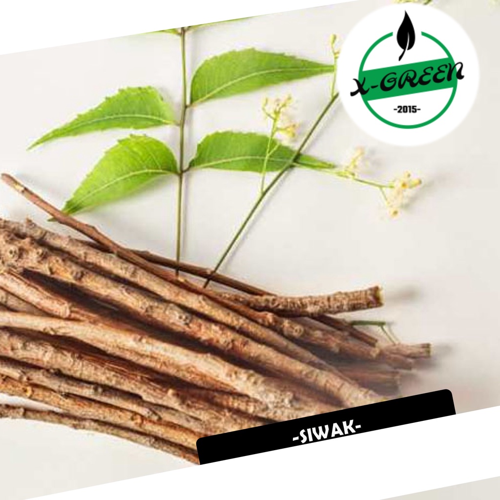 Jual Tanaman Siwak - (X-Green) | Shopee Indonesia