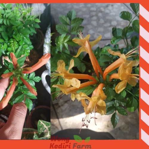 Jual Bibit Bunga Tekomaria Tecomaria - Cocok untuk Peternak madu lebah ...