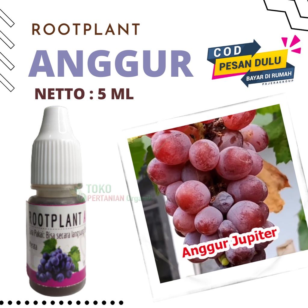 Jual Pupuk Buah anggur Jupiter musim hujan, Nutrisi perangsang akar ...