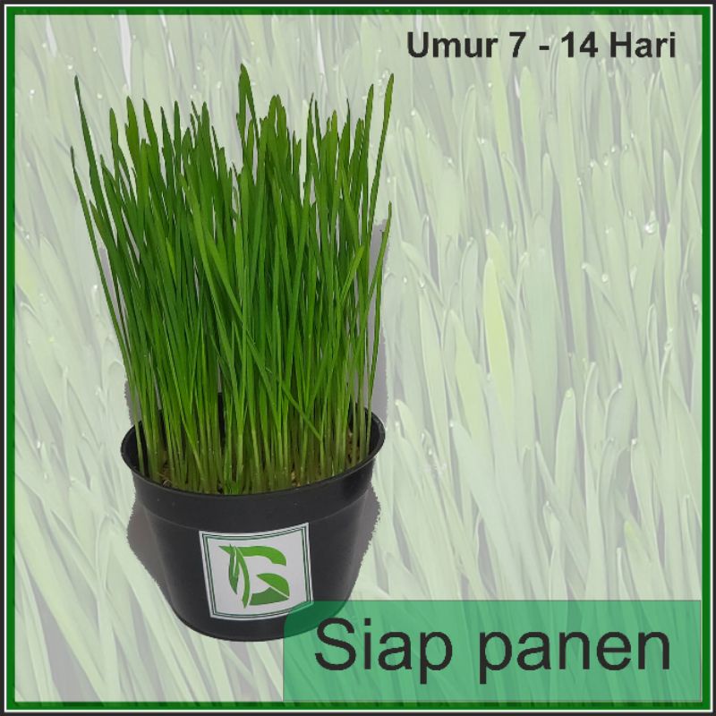 Jual Siap panen rumput kucing pot 10cm | Shopee Indonesia