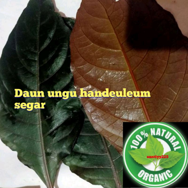 Jual Daun ungu atau handeleum 100 grm | Shopee Indonesia