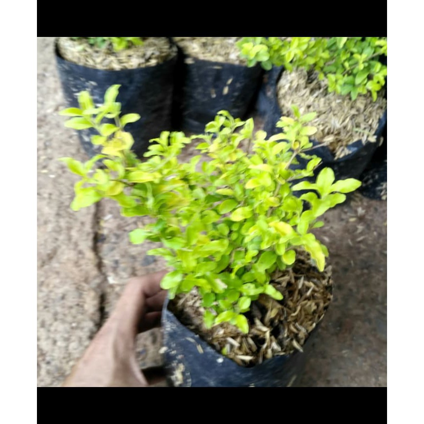 Jual Tanaman Hias Legistrum Tanaman Legistrum | Shopee Indonesia