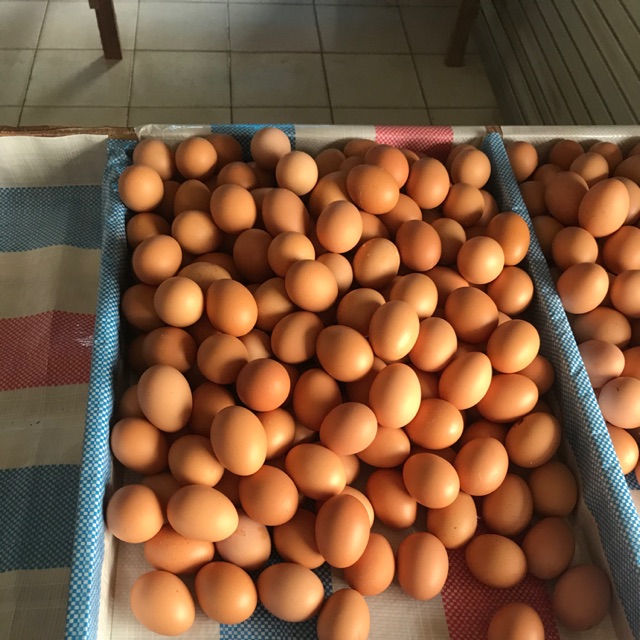 Jual Harga Telur Ayam Ras Terlengkap & Harga Terbaru Juni 2026 | Shopee ...