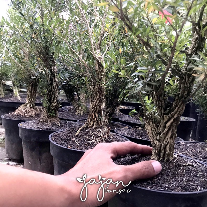 Jual Bahan Bonsai Boxus Boksus | Shopee Indonesia
