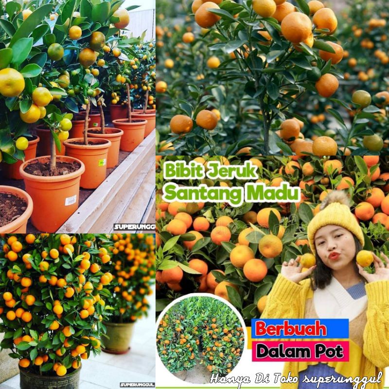 Jual Bibit Jeruk Santang Madu Super | Shopee Indonesia