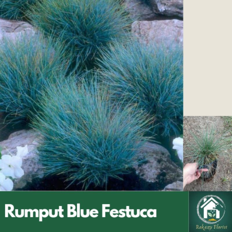 Jual Tanaman Rumput Biru Blue Festuca | Shopee Indonesia