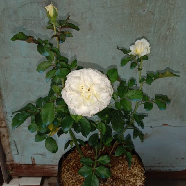Jual Mawar import dewasa ( patience kate rose dan dolcetto ) | Shopee ...