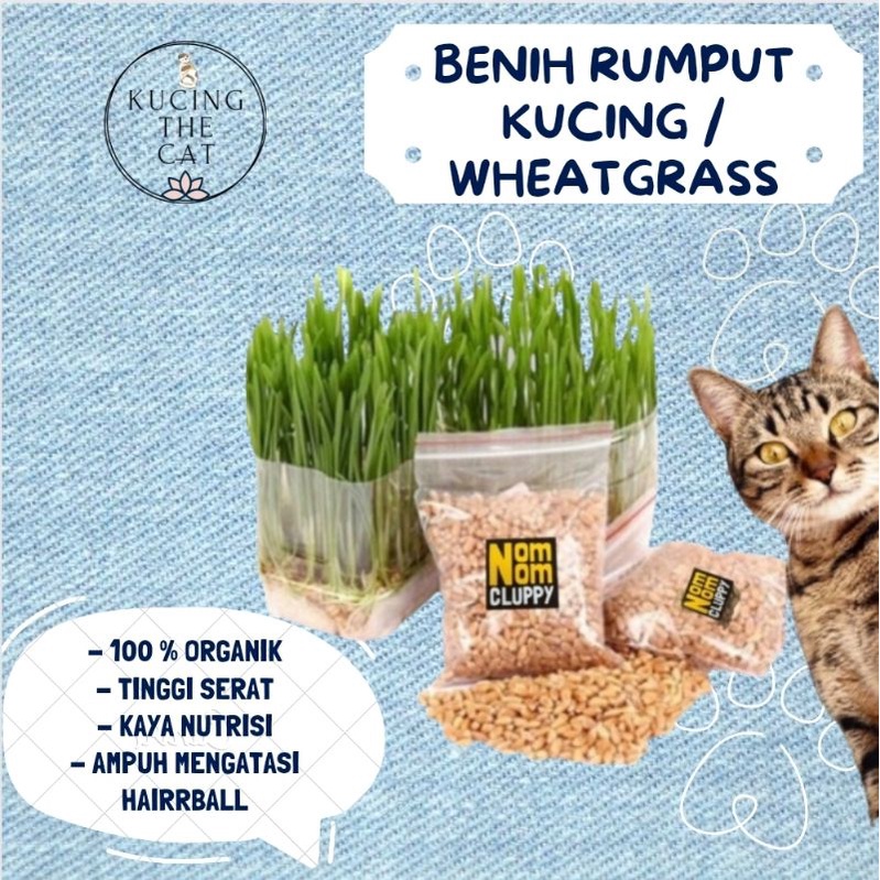 Jual RUMPUT KUCING Organik - Benih Rumput Kucing Cat Grass Benih ...