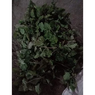 Jual bibit nilam Harga Terbaik & Termurah April 2025 | Shopee Indonesia