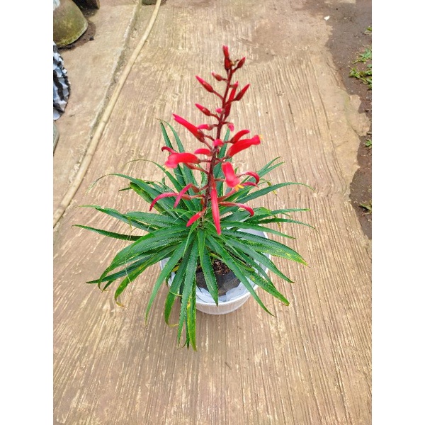 Jual Tanaman Lobelia Laxiflora | Shopee Indonesia