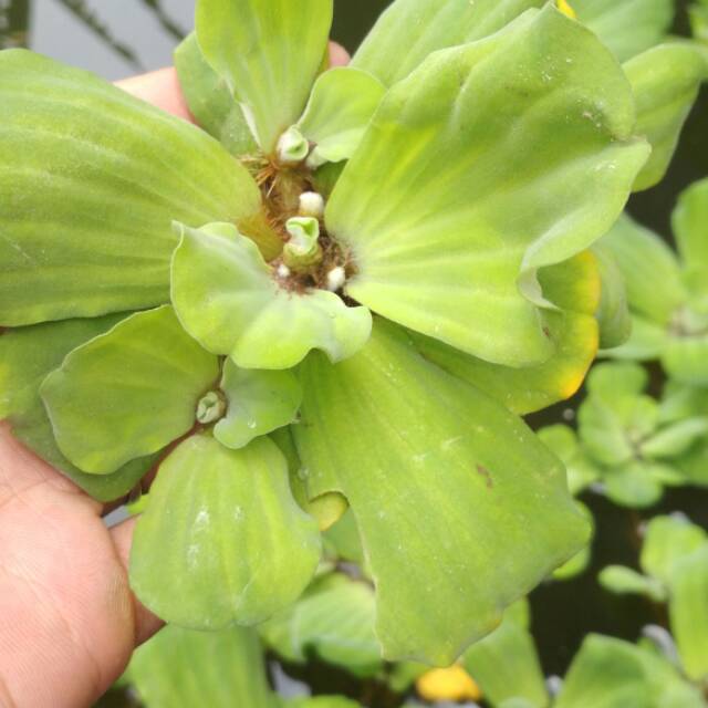 Jual Tanaman apung /Apu-apu, kapu-kapu, atau kayu apung (Pistia ...