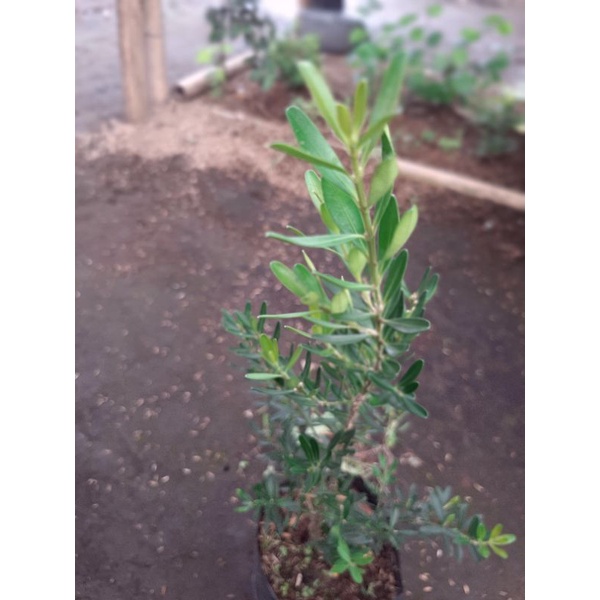 Jual tanaman boksus bahan bonsai | Shopee Indonesia