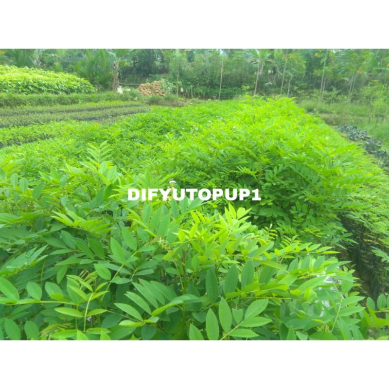 Jual Bibit Indigofera PAKET 100 BATANG Lebih Murah | Shopee Indonesia