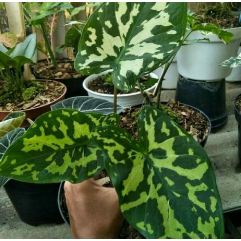Jual Tanaman Cladium Army Tanaman Caladium Army Tanaman Hias Keladi ...