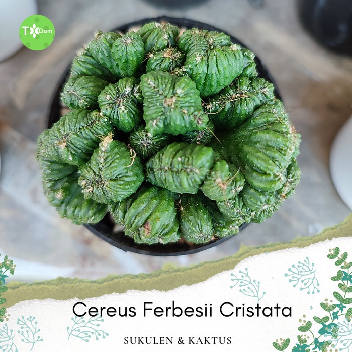 Jual Cereus Ferbesii Crista, tanaman hias taman kaktus indoor outdoor ...