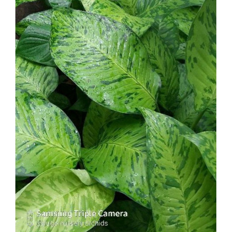 Jual diven army jumbo diffen army blanceng army | Shopee Indonesia