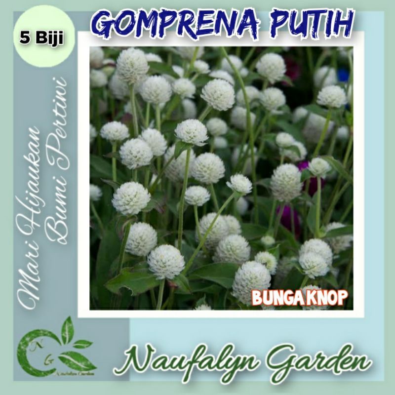 Jual 5 Benih Bunga Gomprena Putih Bunga Knop Benih Biji Bibit Bunga ...