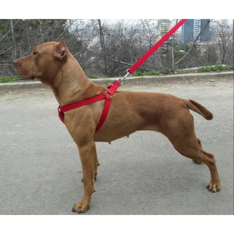 Jual Tali Tuntun Anjing + Harness Polos untuk anjing sedang dan besar ...