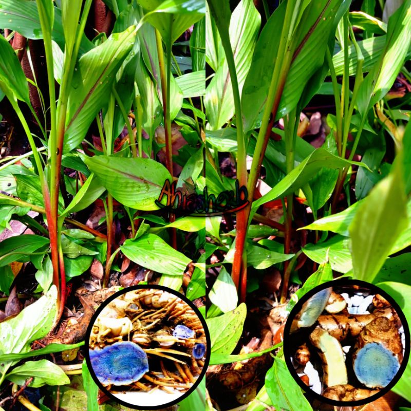 Jual Bibit Temu Hitam / Temu Ireng / Curcuma Aeruginosa | Shopee Indonesia