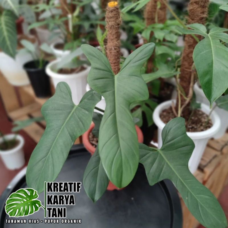 Jual Tanaman hias Philodendron Black Cardinal - Paraiso Verde - Pink ...