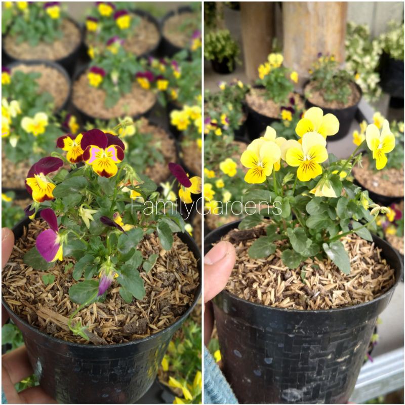 Jual Tanaman Hias Bunga Pancy (bukan biji/benih) | Shopee Indonesia