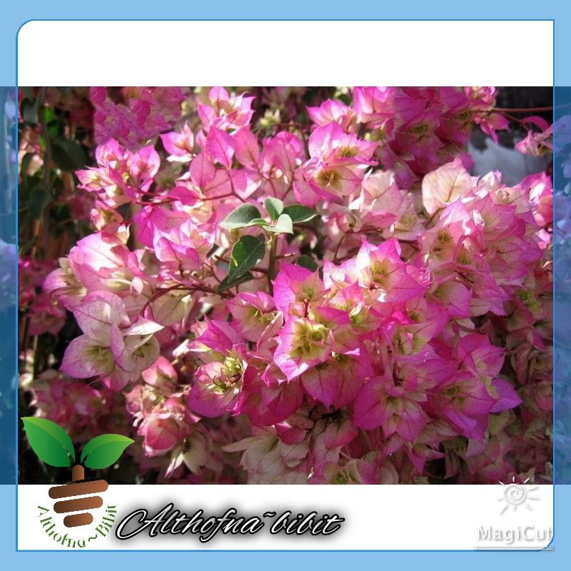 Jual bibit bunga Bougenville Citra India ORY. | Shopee Indonesia