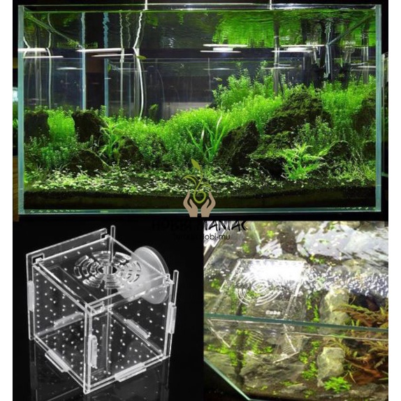 Jual Shrimp Breeding Box Isolation Fish Kotak Inkubator Ikan dan Udang ...