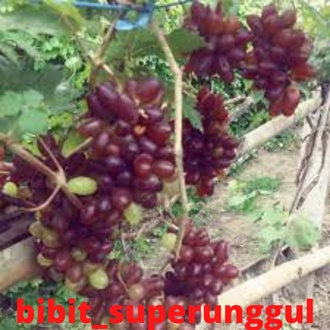 Jual Bibit Buah Anggur Import Baikonur New Bibit Anggur Boikonur Asli ...