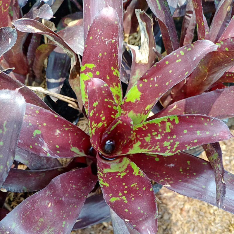 Jual Bromelia Neo Aztech - Tanaman Hias Bromel Merah | Shopee Indonesia