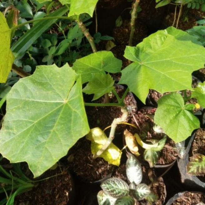 Jual Endah Garden tanaman bunga hias jarak obat - pohon jarak - pohon ...