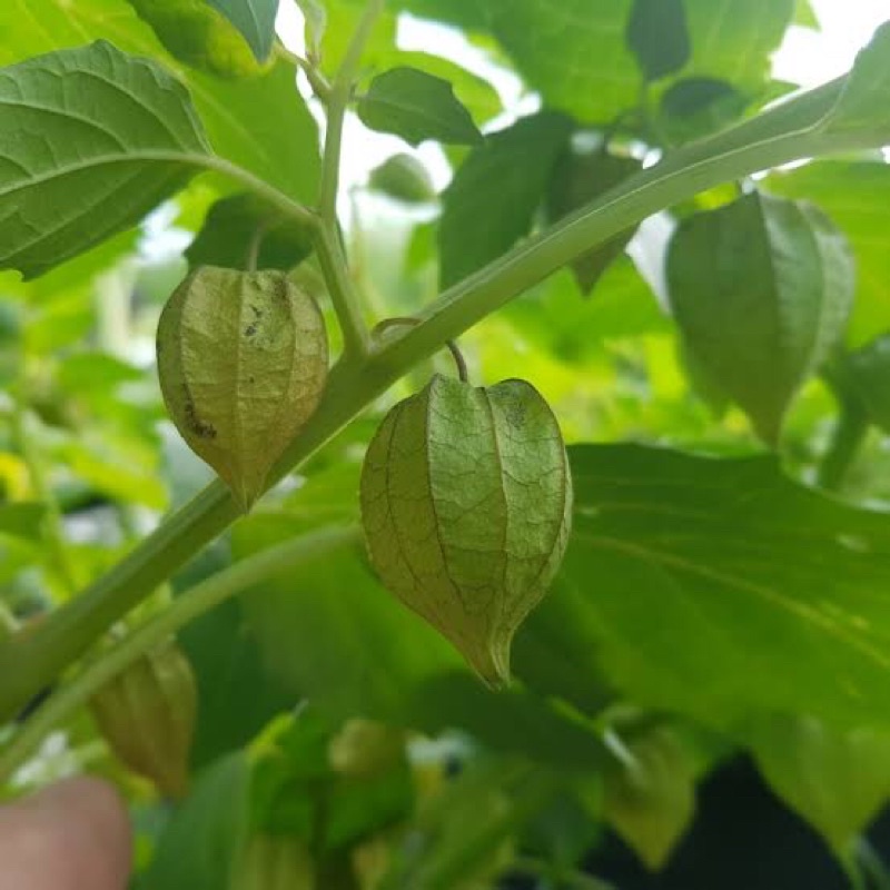 Jual daun cecendet atau daun ciplukan segar cabut beserta akar | Shopee ...