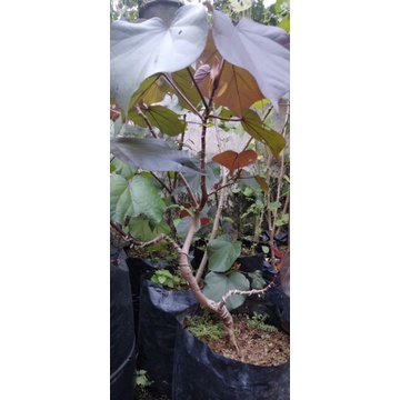 Jual bahan bonsai waru merah (gerak dasar) | Shopee Indonesia