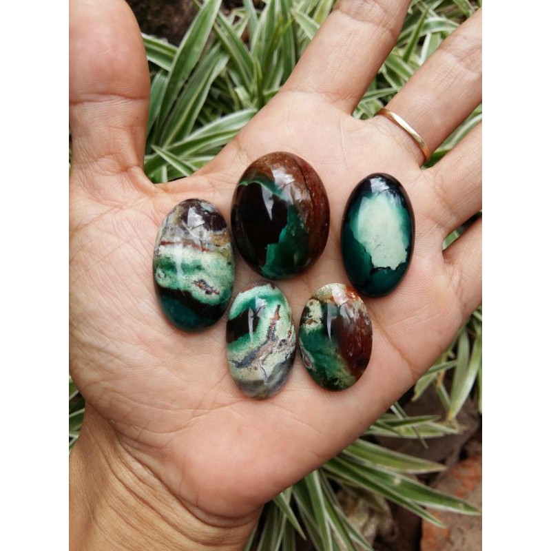 Jual pancawarna garut | Shopee Indonesia