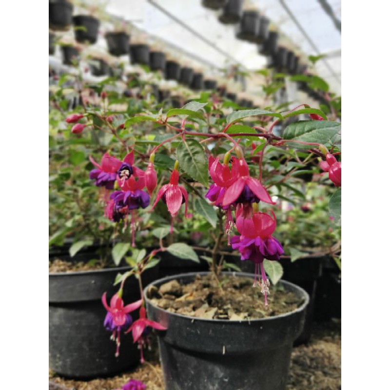 Jual Tanaman Hias Bunga Anting India (Acalypha indica L.)pohon hidup ...