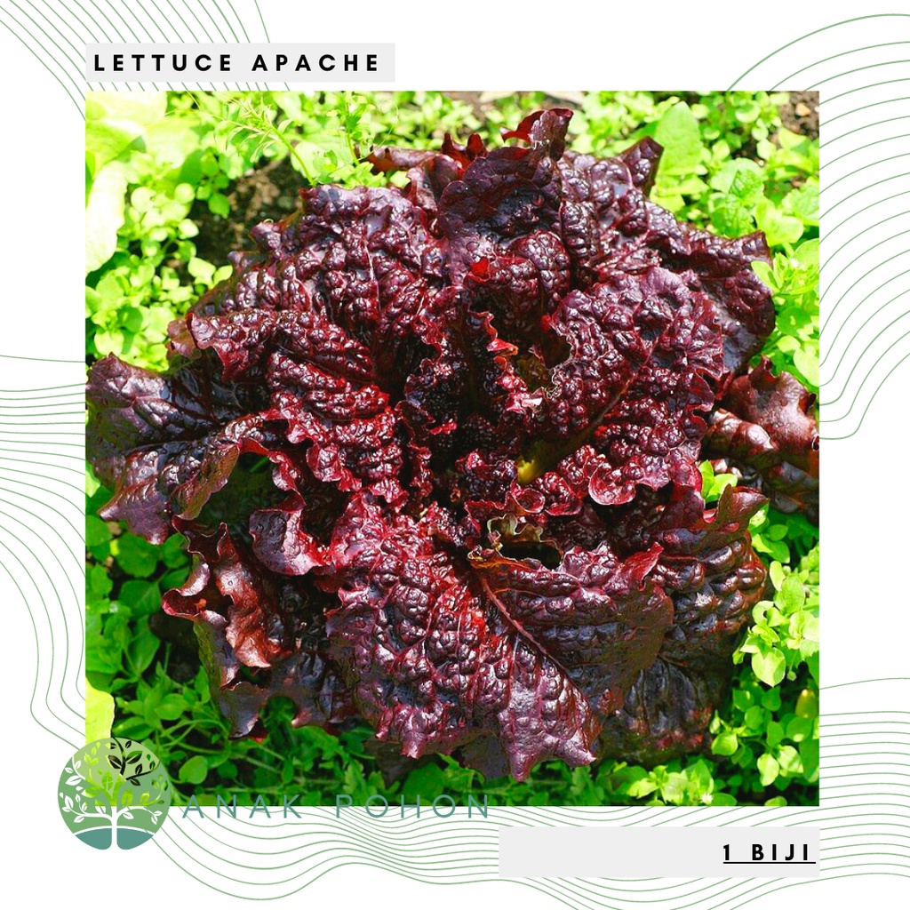 Jual Benih Bibit Biji - Lettuce Apache Selada Merah Tua Seeds - IMPORT ...
