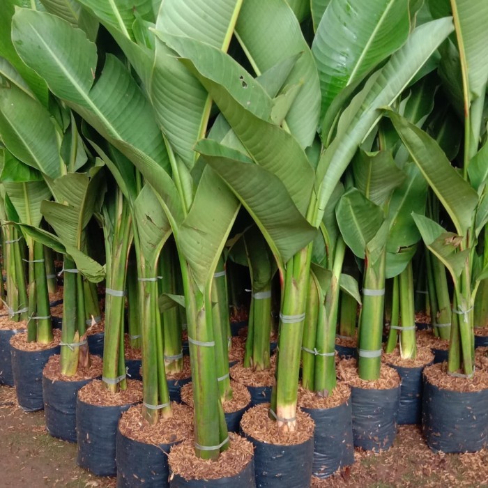Jual pohon hias pisang karibay | Shopee Indonesia