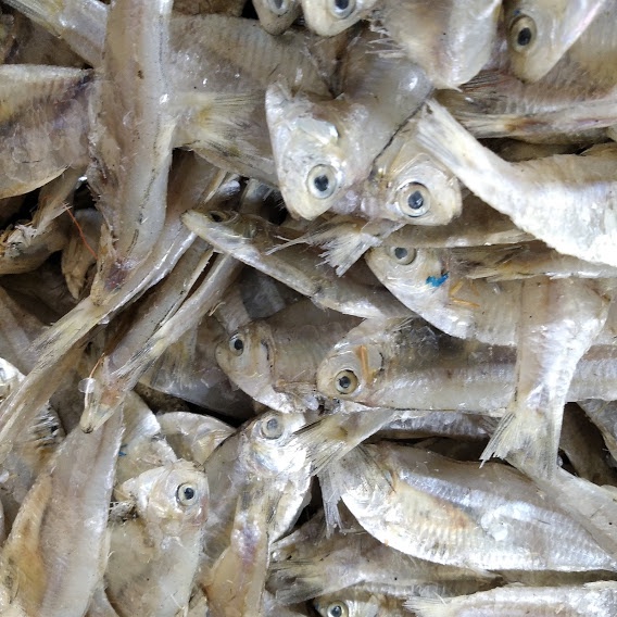 Jual Ikan Asin Pakang 1 kg by Wiendalove | Shopee Indonesia