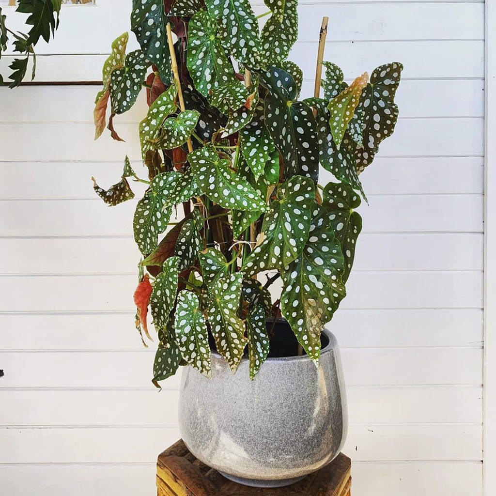 Jual Tanaman hias Begonia totol putih (maculata wightii) | Shopee Indonesia