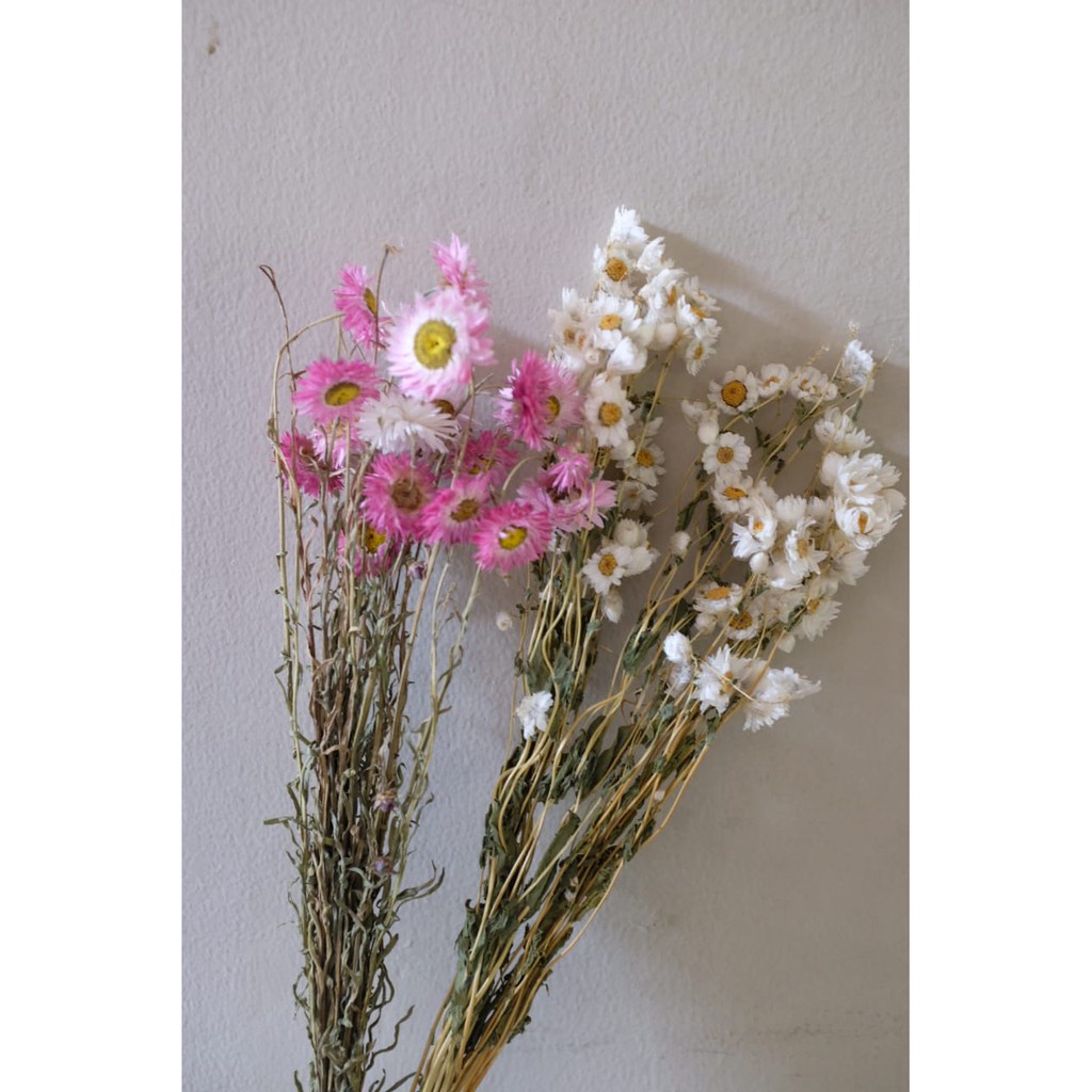 Jual Rodanthe - bunga kering import/dried flower per 10gram | Shopee ...